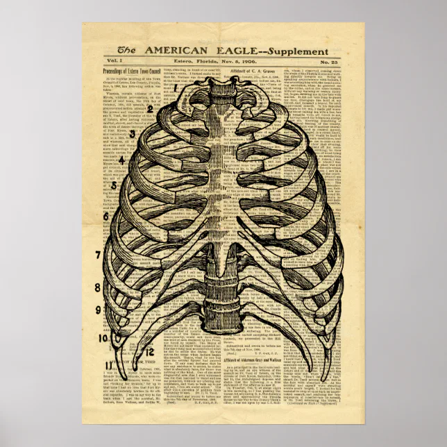 Poster Human Skeleton Thorax on newspaper | Zazzle