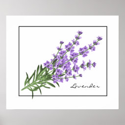 Poster-Lavender Poster | Zazzle