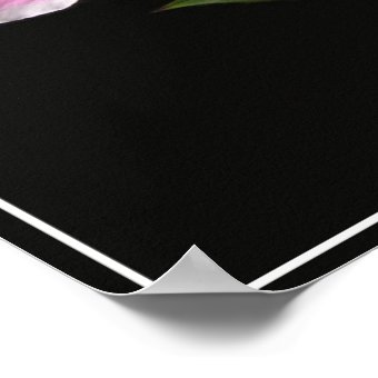 Poster-Lily Flower Poster | Zazzle