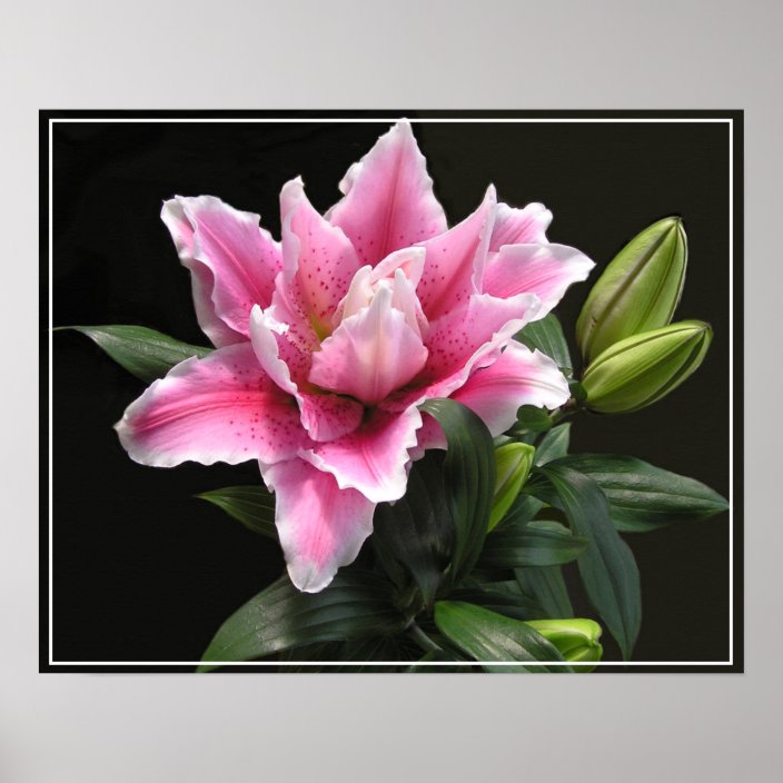 Poster-Lily Flower Poster | Zazzle