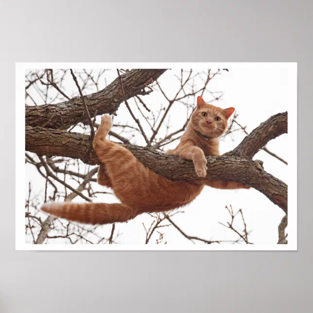 Poster of a cat about to fall off of a tree | Zazzle