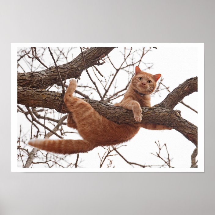 Poster of a cat about to fall off of a tree | Zazzle.com