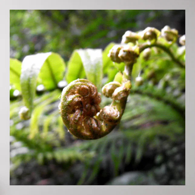 Poster of Fern Frond | Zazzle