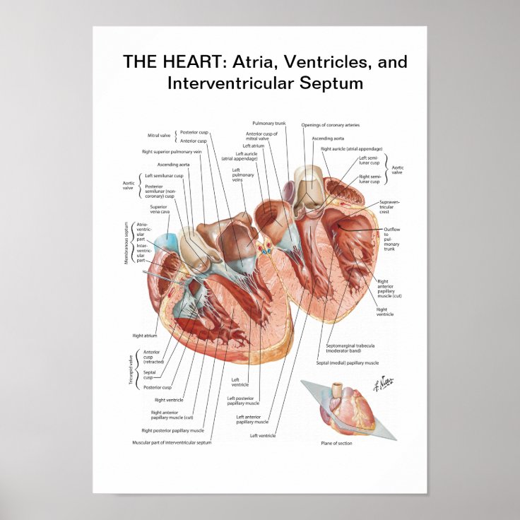 Poster of Netter Heart in Cross-Section | Zazzle