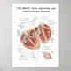 Poster of Netter Heart in Cross-Section | Zazzle