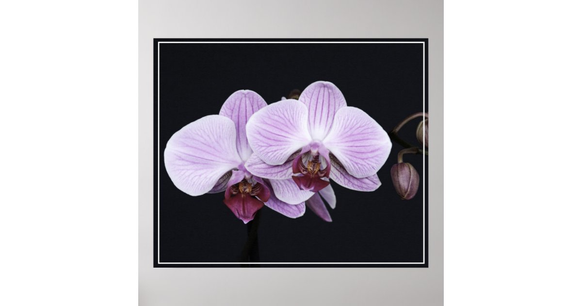 Poster-Orchid Flowers Poster | Zazzle.com