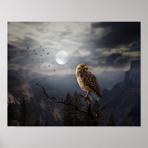 Poster-Owl Poster | Zazzle