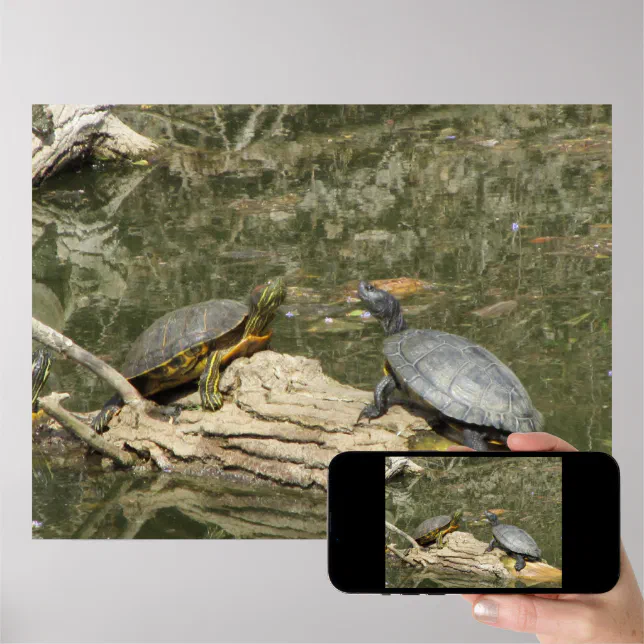 Poster--Painted Turtles Poster | Zazzle