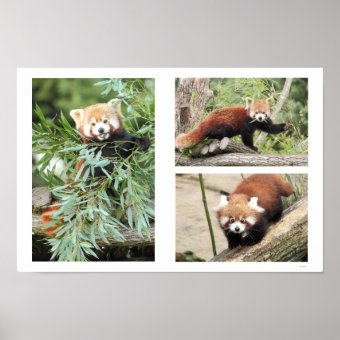 Poster. Photography red panda Poster | Zazzle