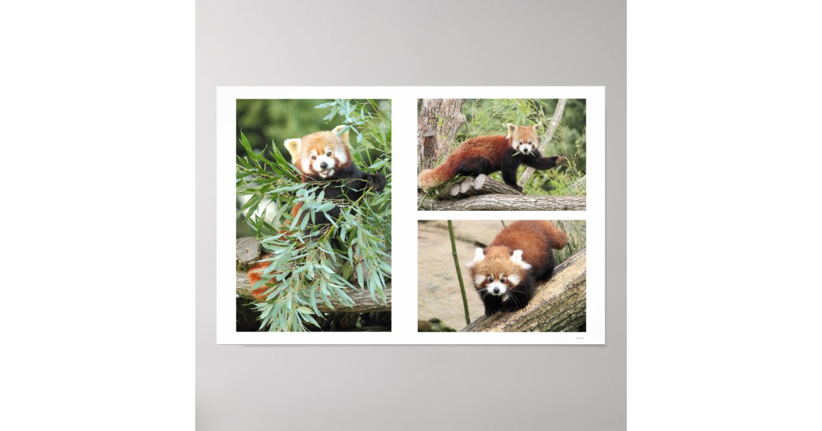 Poster. Photography red panda Poster | Zazzle