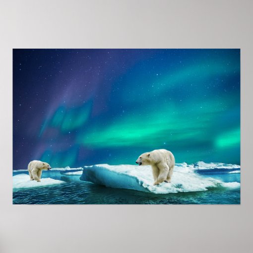 Poster-Polar Bears Poster | Zazzle