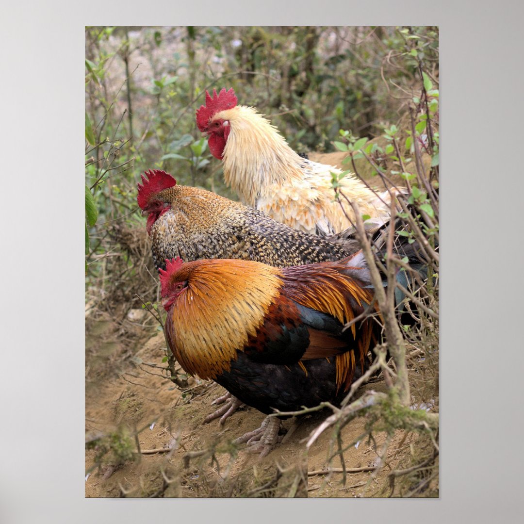 POSTER Roosters | Zazzle
