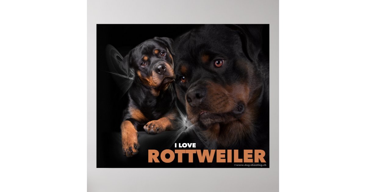 Poster Rottweiler | Zazzle