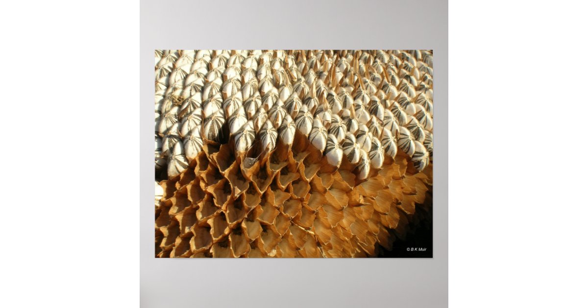 Poster - sunflower seeds | Zazzle