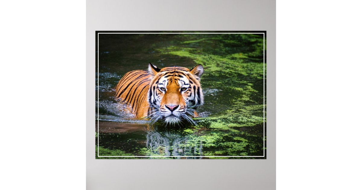 Poster-Tiger Poster | Zazzle