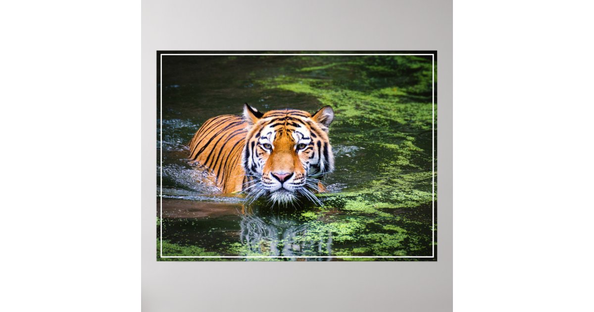 Poster-Tiger Poster | Zazzle