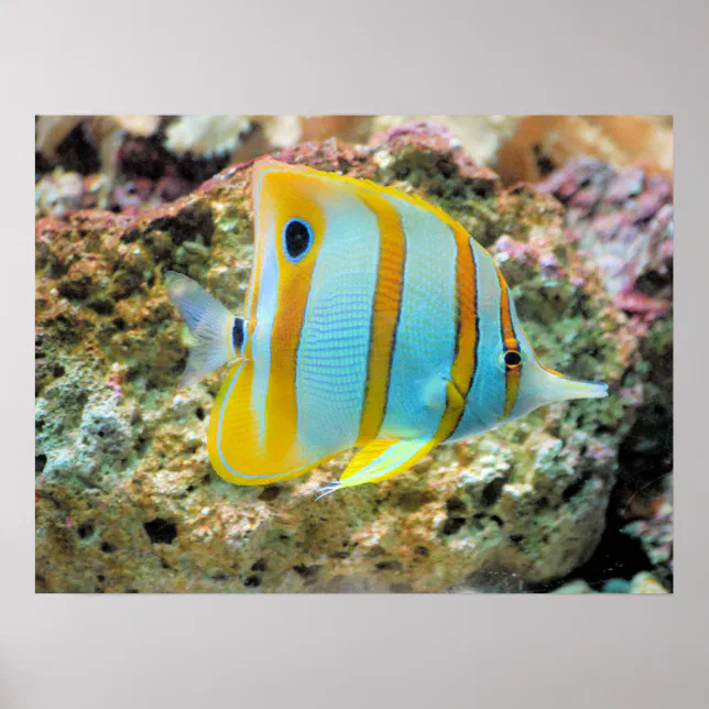 Poster-Tropical Fish Poster | Zazzle