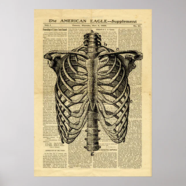 Poster vintage Human Skeleton Thorax on newspaper | Zazzle