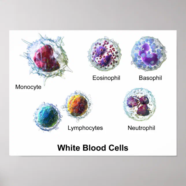 Poster White Blood Cells Leukocytes Diagram | Zazzle