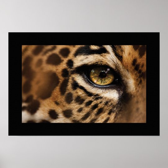 Poster-Wild Cat Poster | Zazzle.com