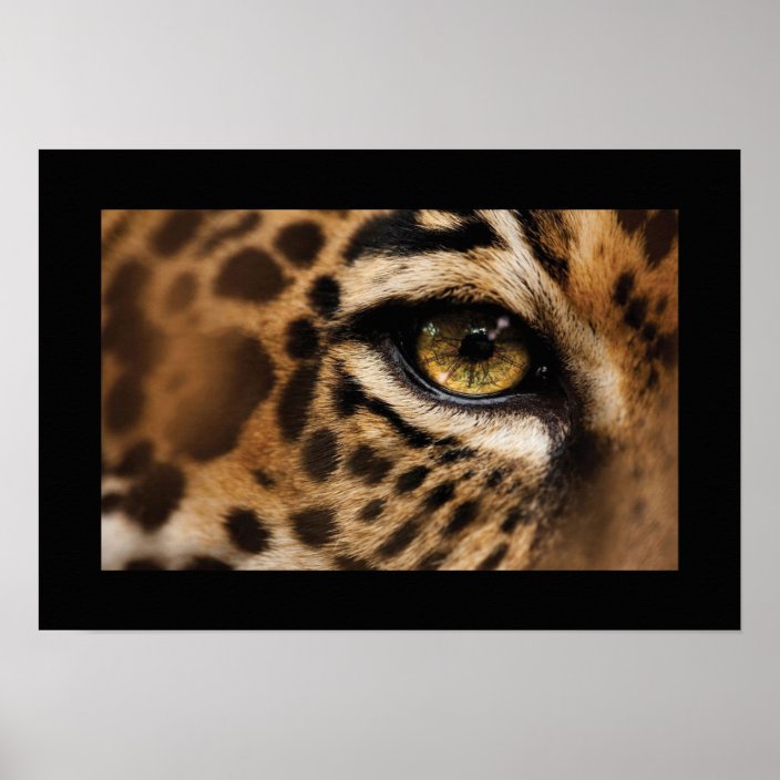 Poster-Wild Cat Poster | Zazzle.com