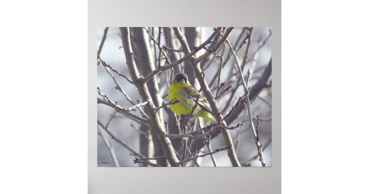 Poster - Yellow Bird in Branches | Zazzle