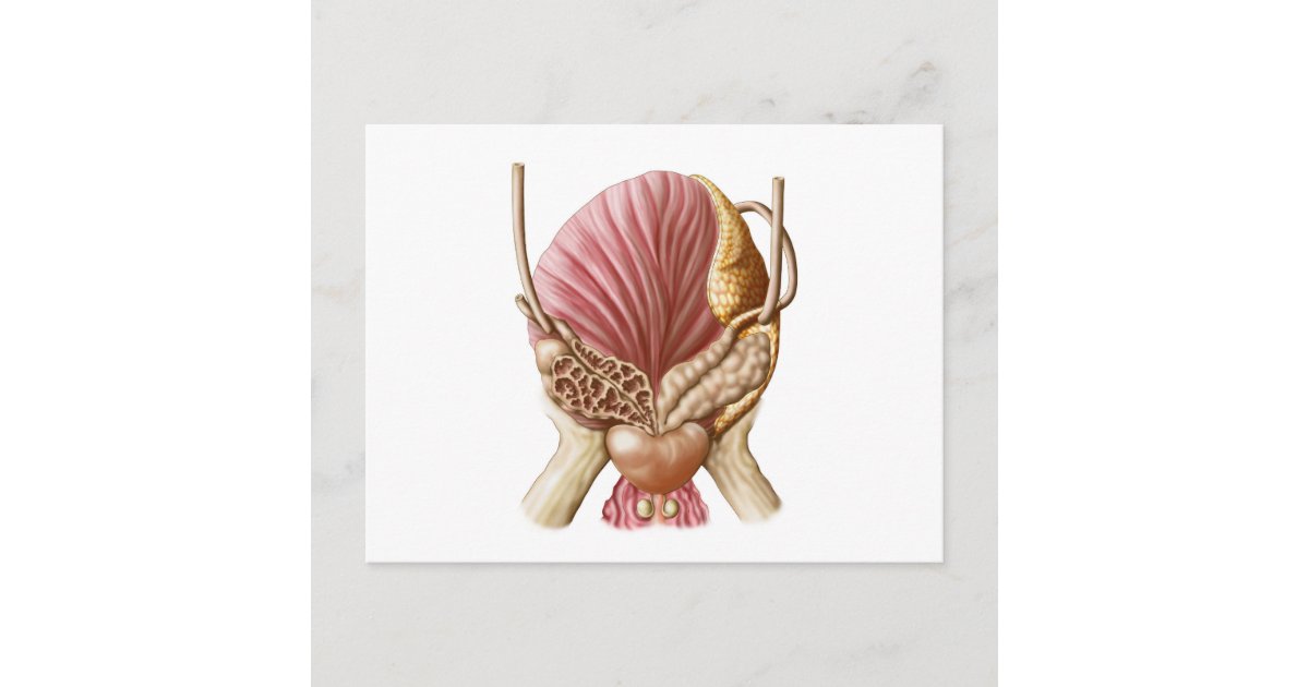 Posterior View Of Urinary Bladder Postcard | Zazzle