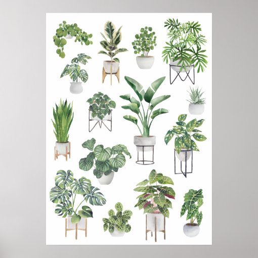 Potted Plant Collection 5 Poster | Zazzle
