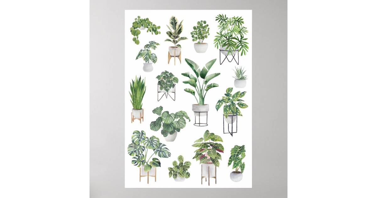 Potted Plant Collection 5 Poster | Zazzle