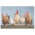 Poultry Chickens Farm 2 Decoupage Tissue Paper | Zazzle