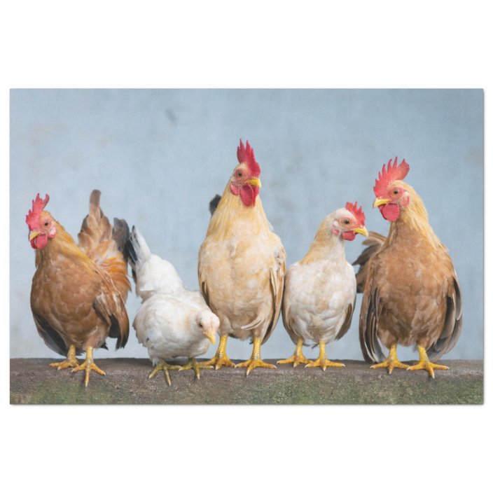 Poultry Chickens Farm 2 Decoupage Tissue Paper | Zazzle