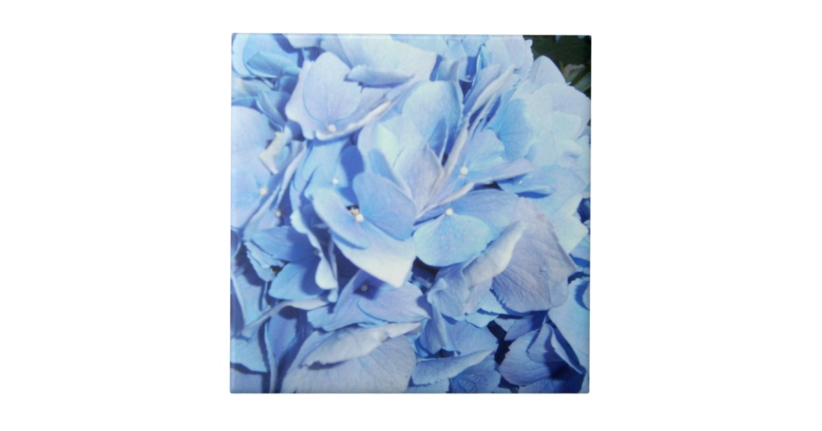 Powder Blue Hydrangea Tile | Zazzle