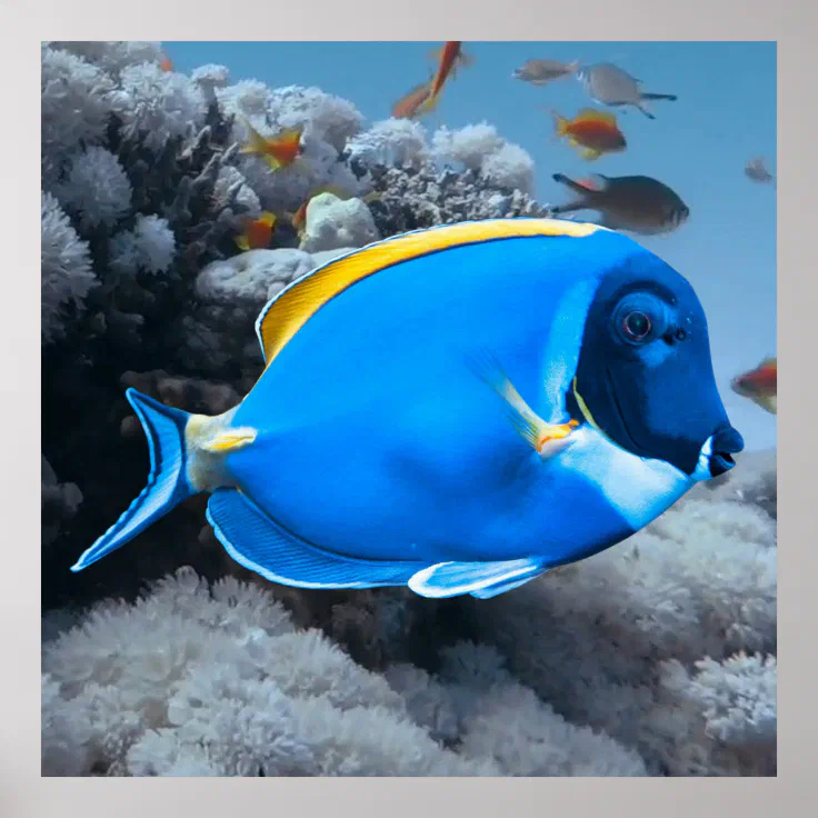 Powder Blue Tang Poster | Zazzle