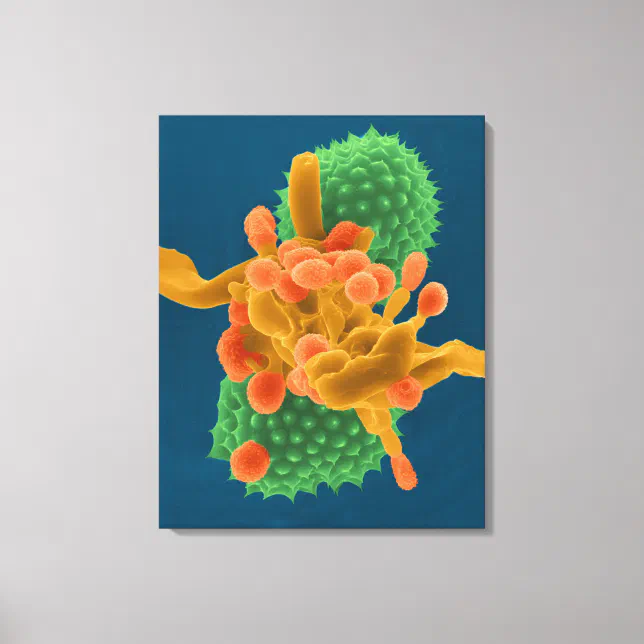 Powdery mildew mold hyphae / spores and ragweed p canvas print | Zazzle