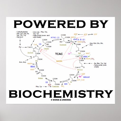 Powered By Biochemistry (Krebs Cycle) Poster | Zazzle
