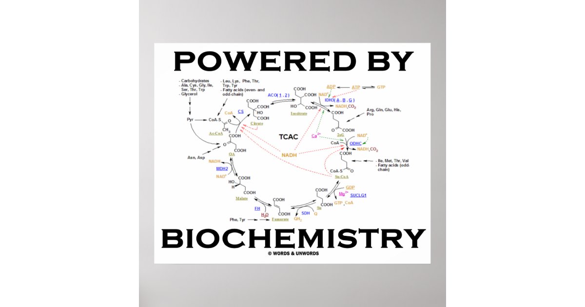 Powered By Biochemistry (Krebs Cycle) Poster | Zazzle