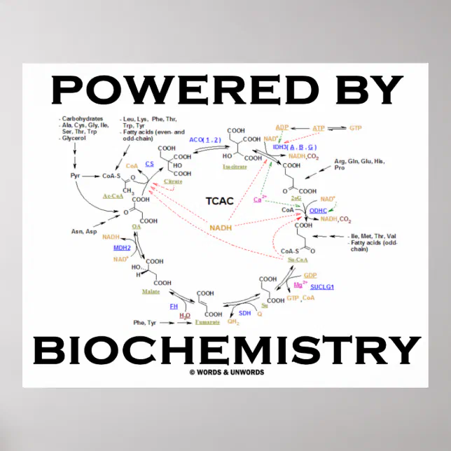 Powered By Biochemistry (Krebs Cycle) Poster | Zazzle