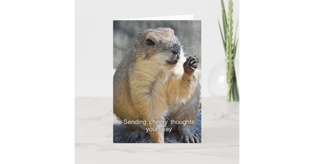 Prairie dog encouragement card | Zazzle.com