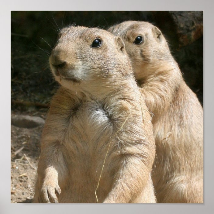 Prairie Dog Poster Print | Zazzle.com