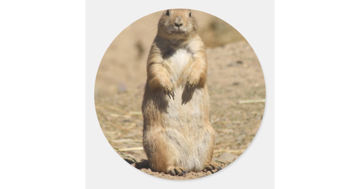Prairie Dog Sticker | Zazzle