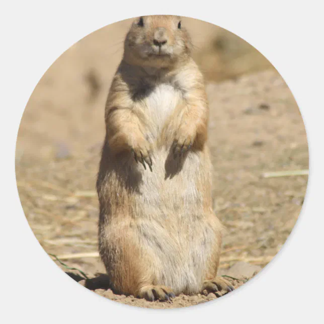 Prairie Dog Sticker | Zazzle
