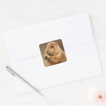 Prairie Dog sticker | Zazzle
