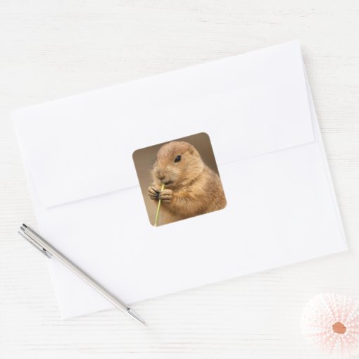 Prairie Dog sticker | Zazzle