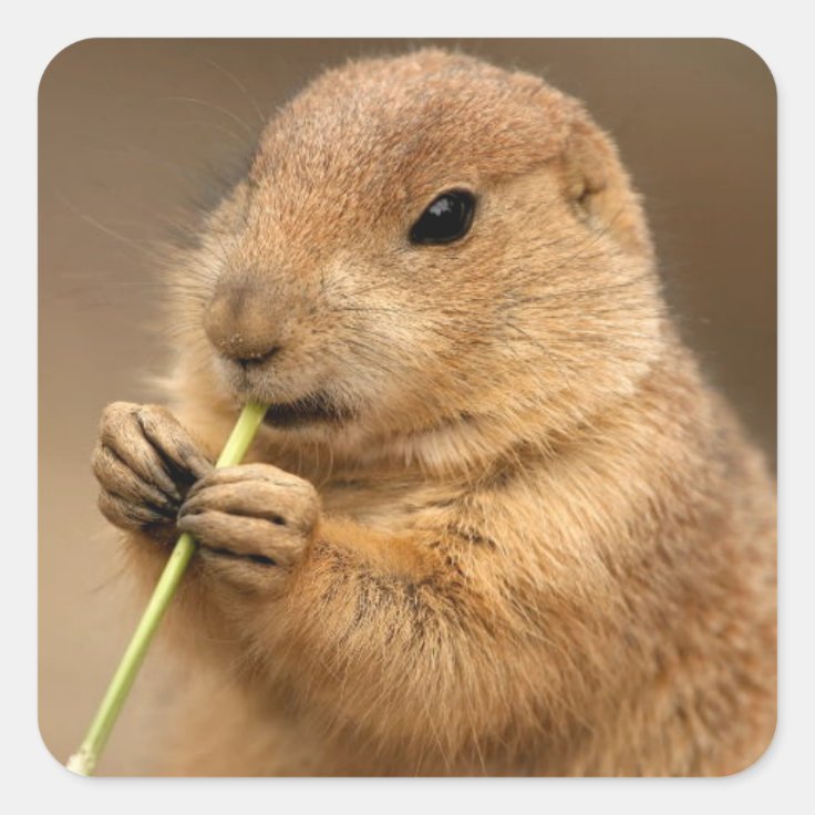 Prairie Dog sticker | Zazzle