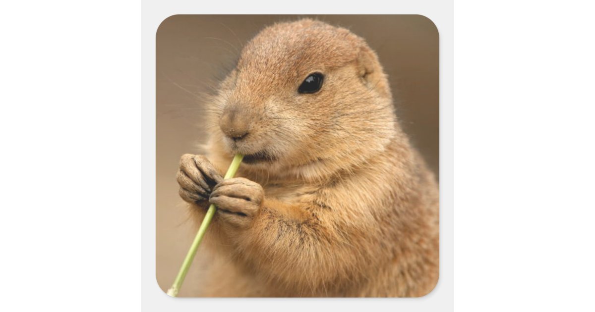 Prairie Dog sticker | Zazzle