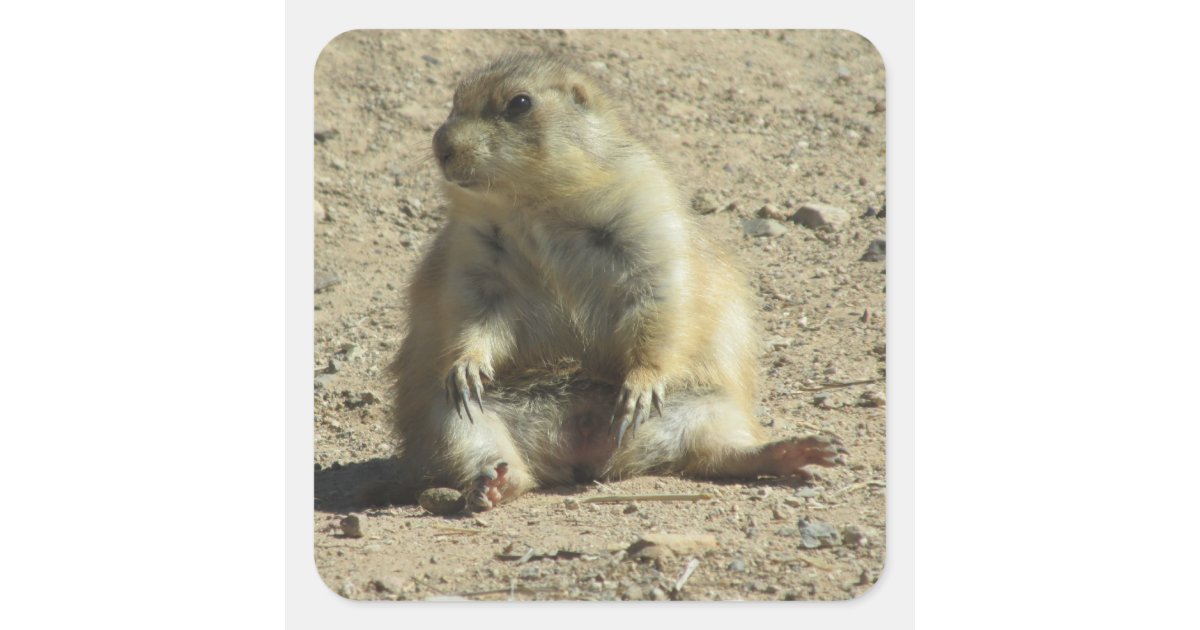 Prairie Dog Stickers | Zazzle