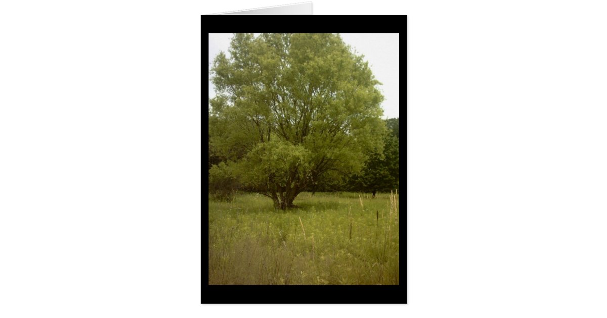 Prairie Tree Card | Zazzle