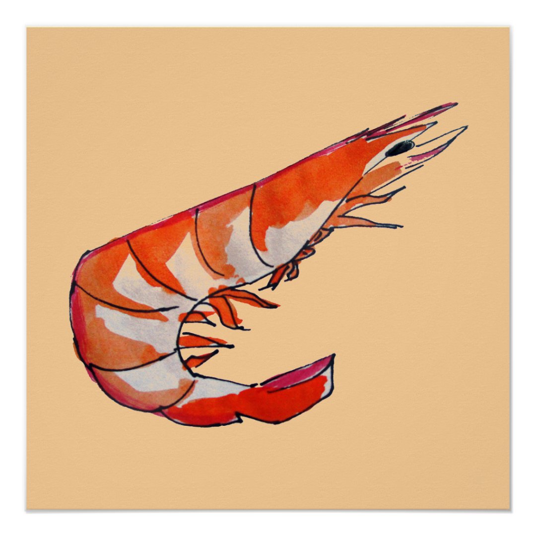 Prawn shrimp seafood art illustration poster | Zazzle