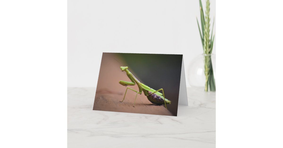Praying Mantis, card | Zazzle.com