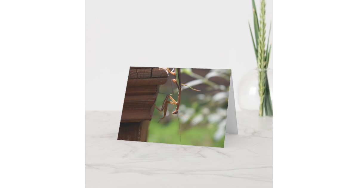 Praying Mantis, card | Zazzle